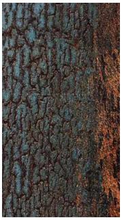 LUCA MARBLE (2973 HG)